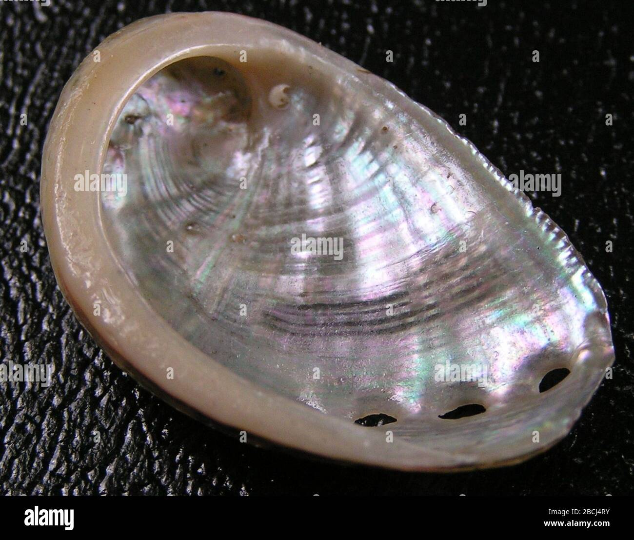 Family haliotidae hi-res stock photography and images - Alamy