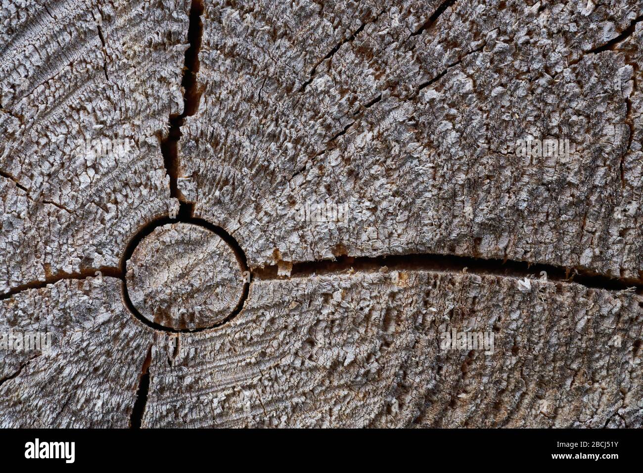 Tree rings old weathered wood texture with the cross section of a cut log Stock Photo - Alamy