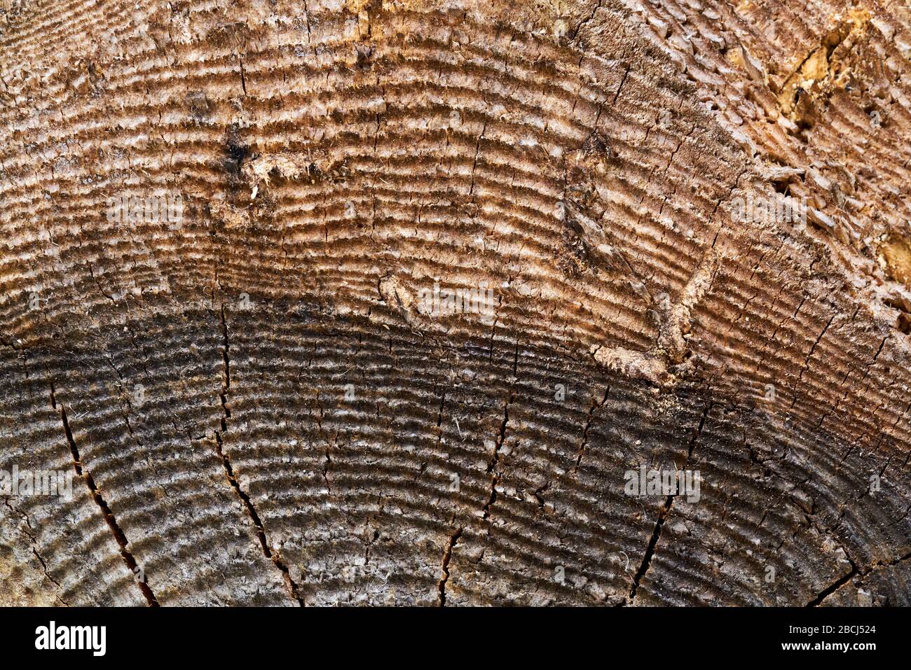 Cracked log end hi-res stock photography and images - Alamy