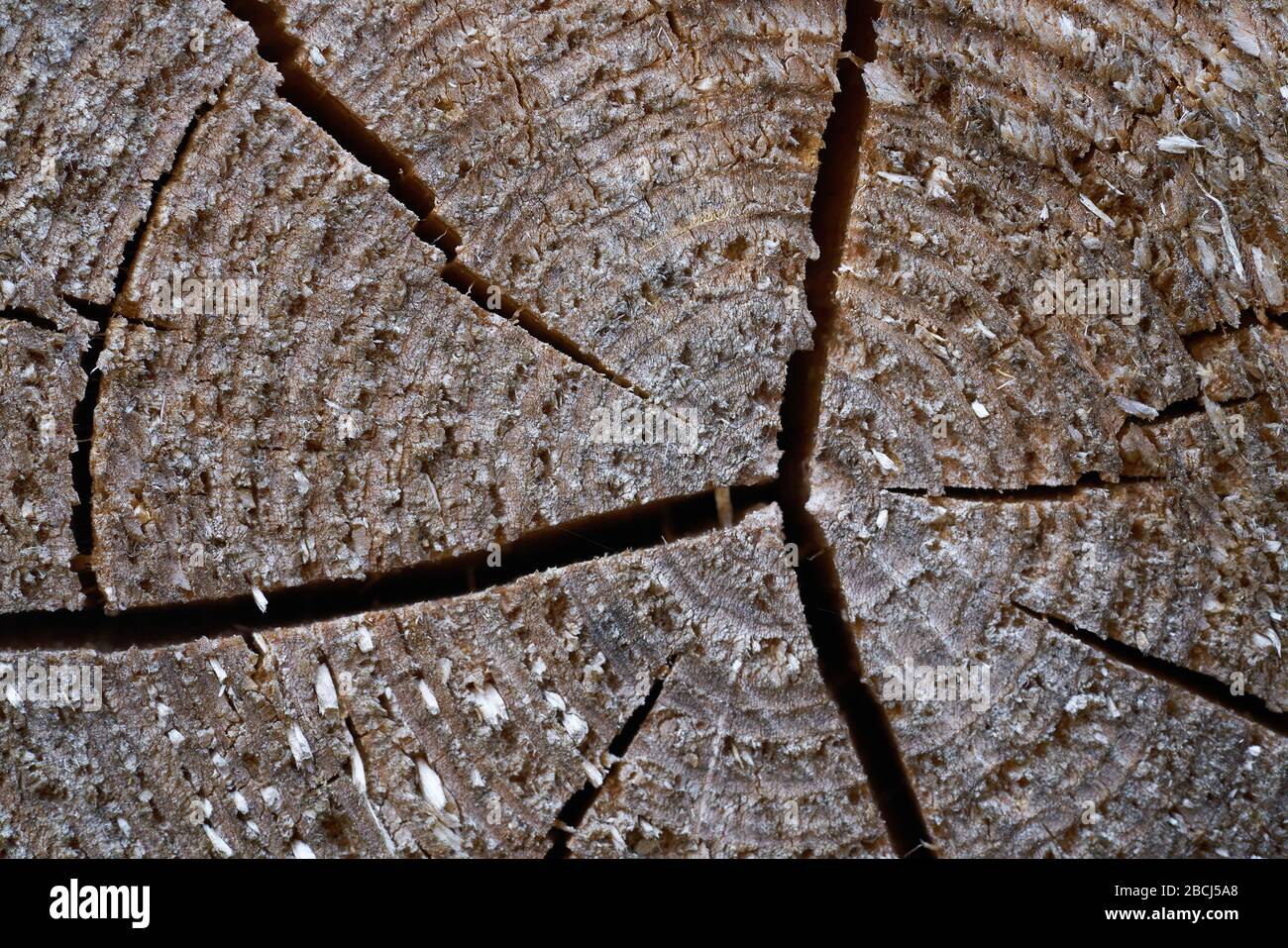 Tree rings old weathered wood texture with the cross section of a cut log Stock Photo - Alamy