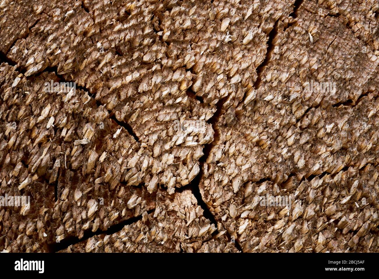 Tree rings old weathered wood texture with the cross section of a cut ...