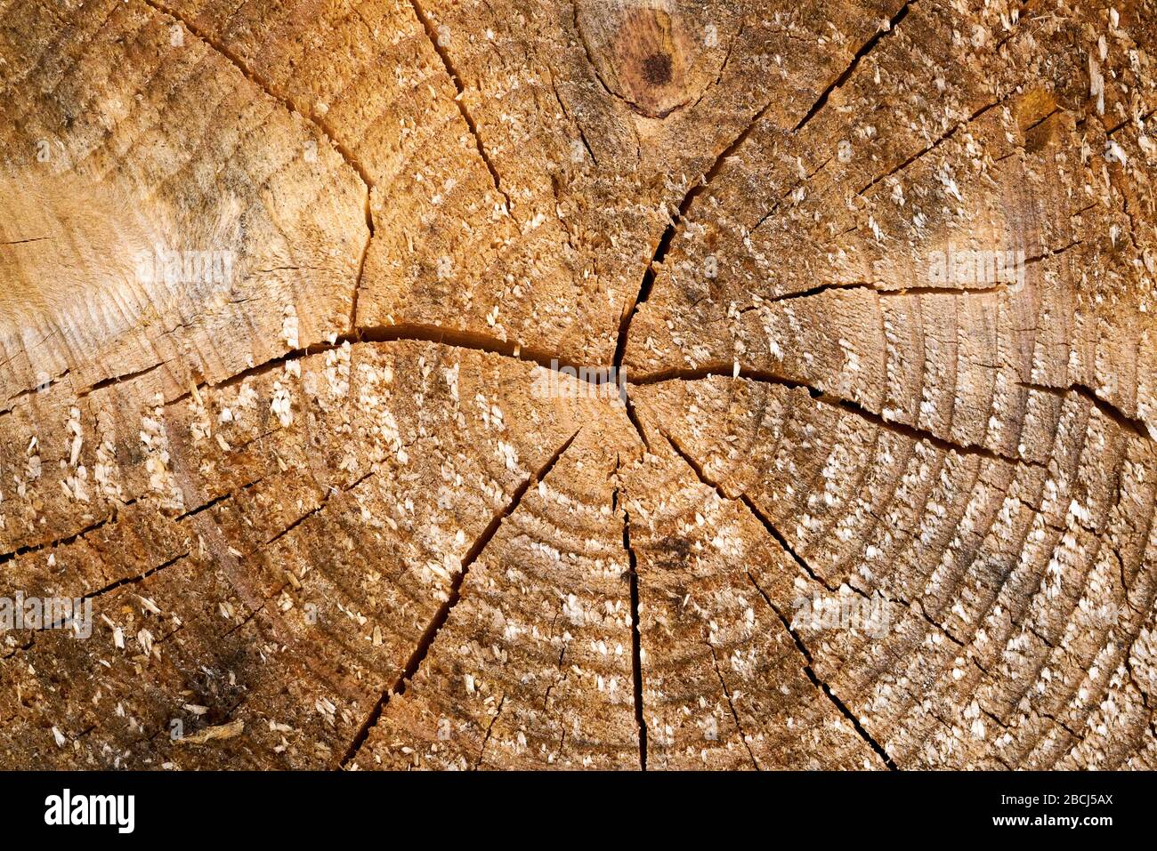 Tree rings old weathered wood texture with the cross section of a cut log Stock Photo - Alamy