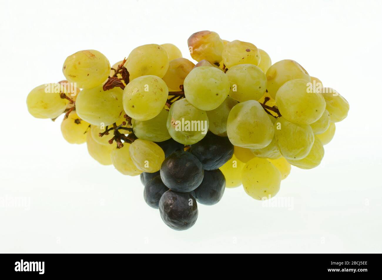 A bunch of overripe grapes isolated on white background Stock Photo - Alamy