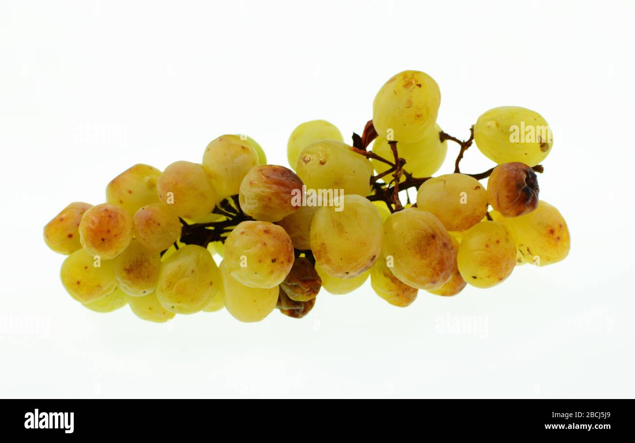 A bunch of overripe grapes isolated on white background Stock Photo - Alamy