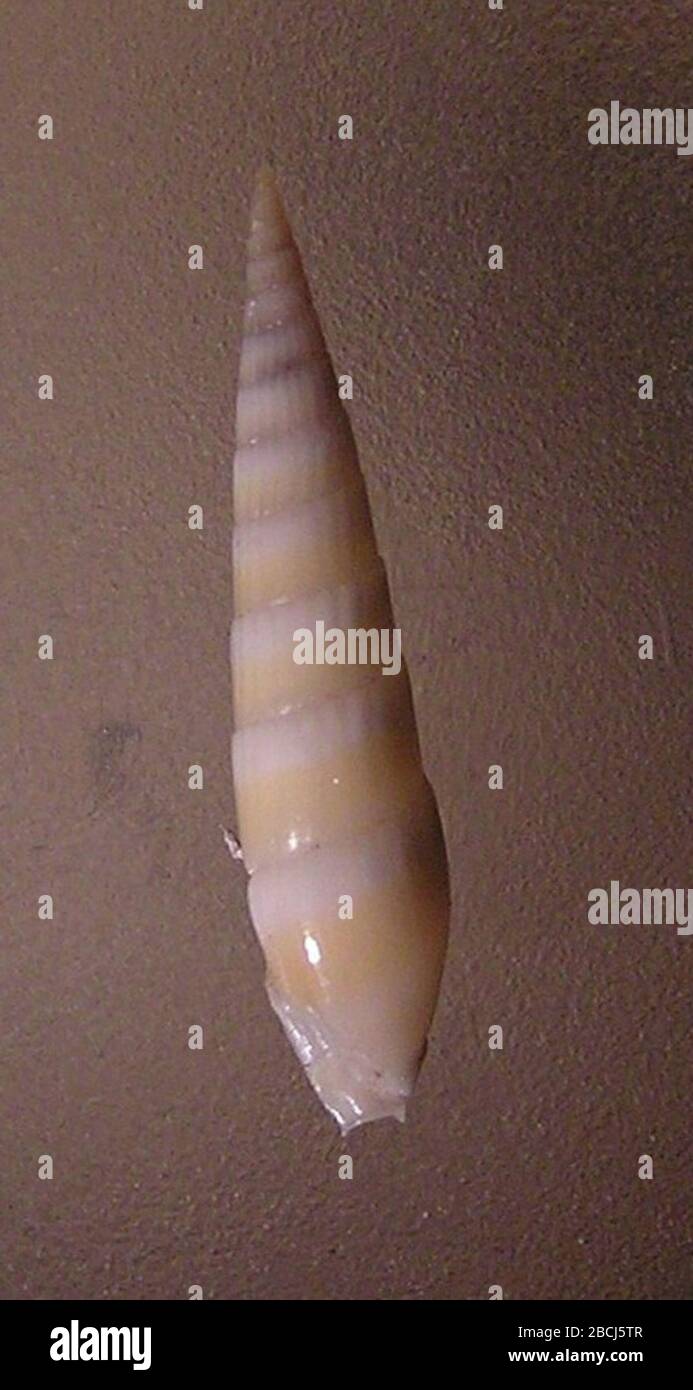 Auger Snail High Resolution Stock Photography and Images - Alamy