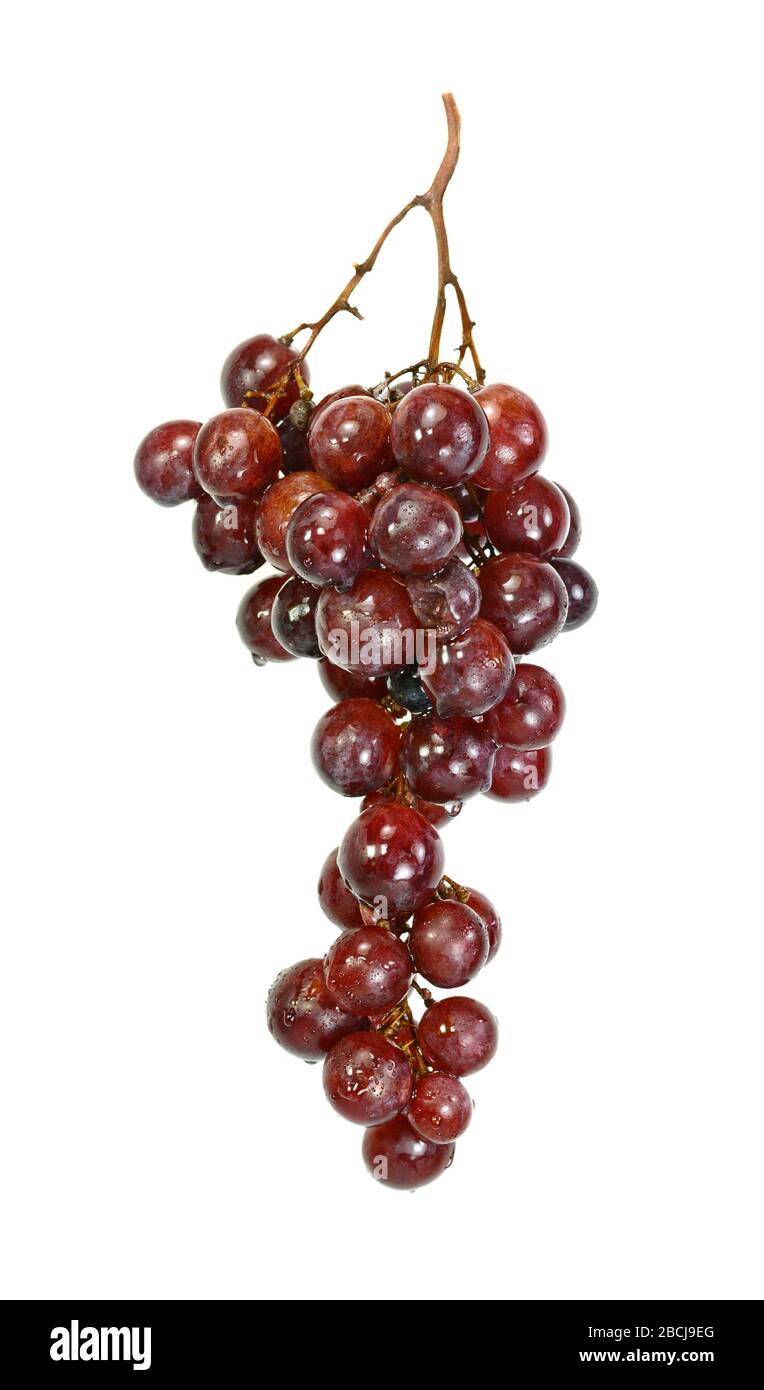 A bunch of overripe grapes isolated on white background Stock Photo - Alamy