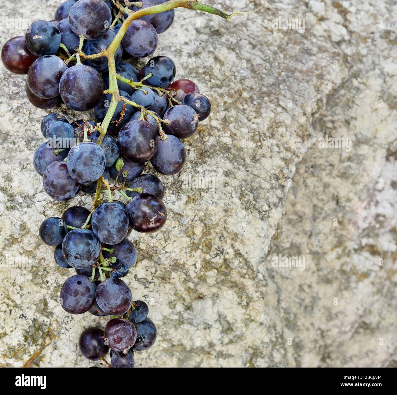 A bunch of overripe grapes isolated on white background Stock Photo - Alamy