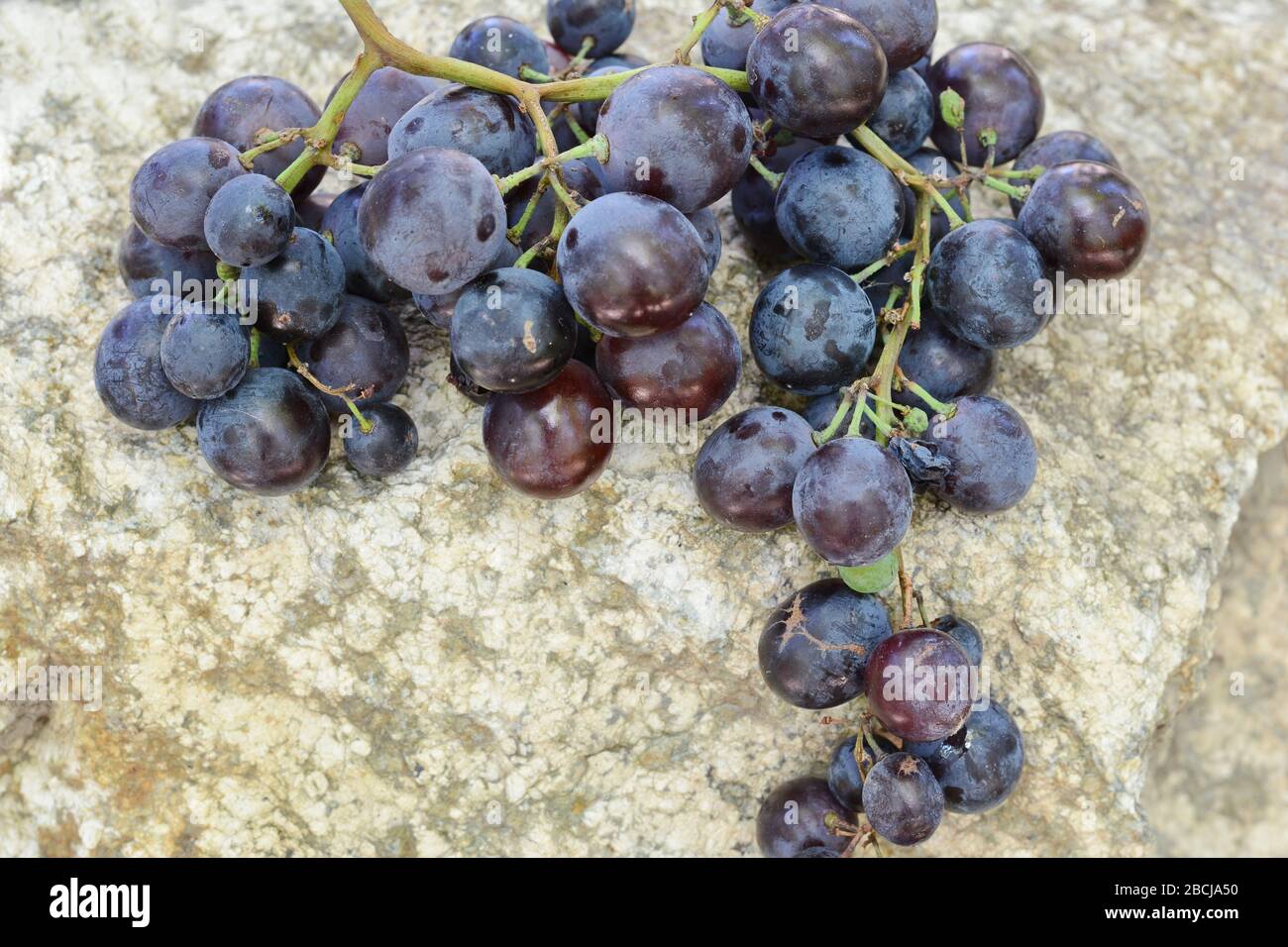 A bunch of overripe grapes isolated on white background Stock Photo - Alamy