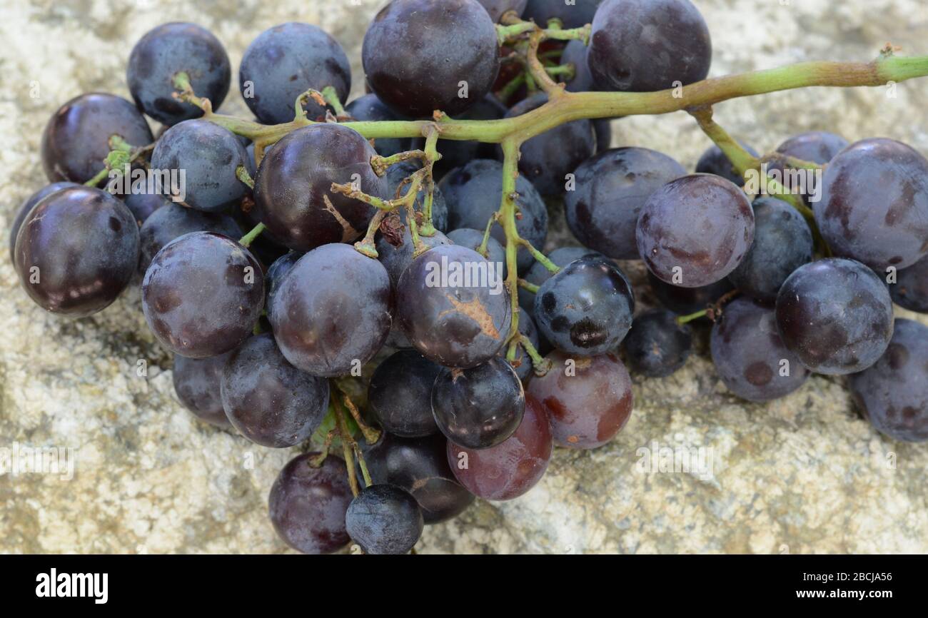 A bunch of overripe grapes isolated on white background Stock Photo - Alamy