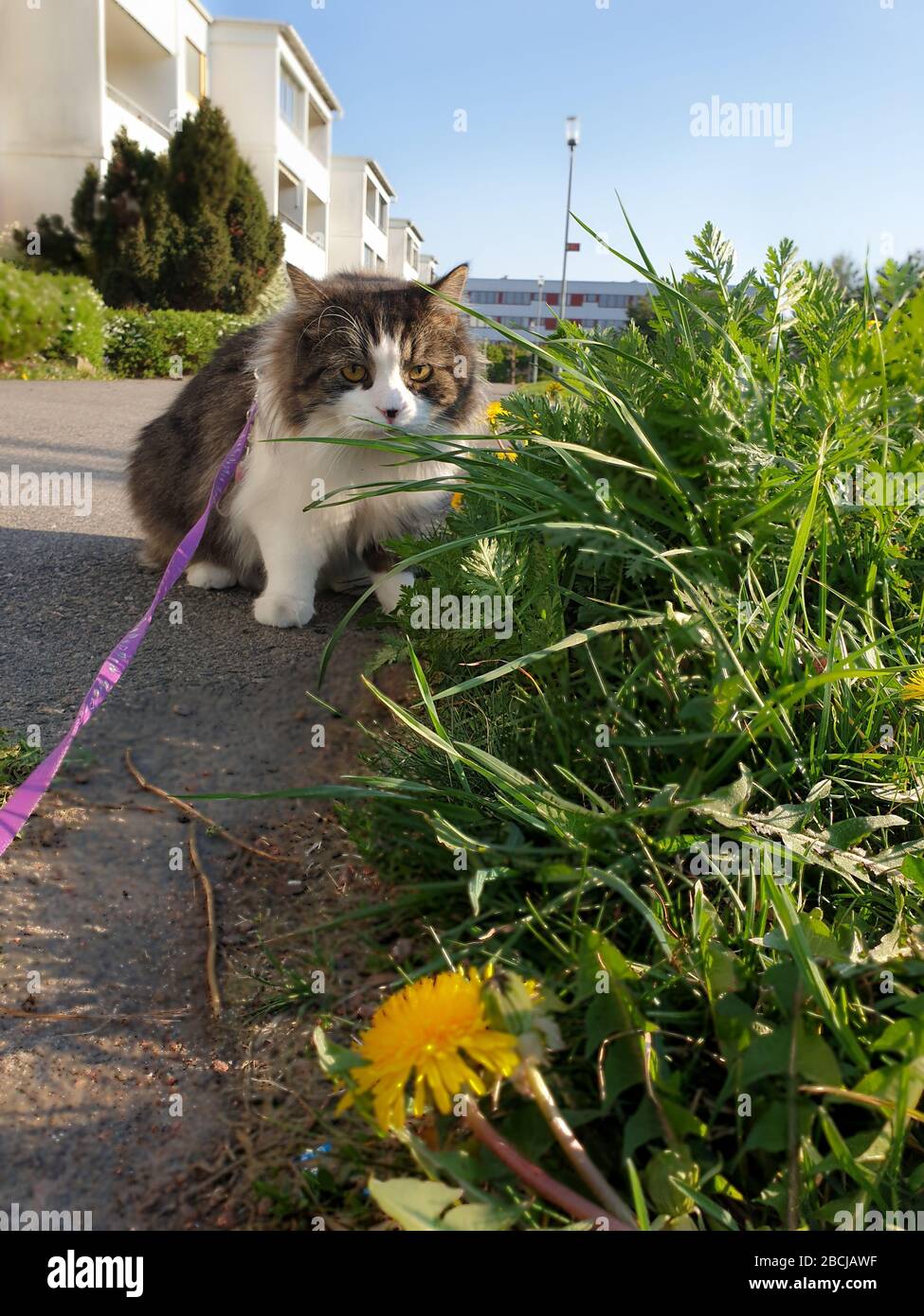 walking a Norwegian forest cat in a leash hiding in a bush,Sweden Stock ...