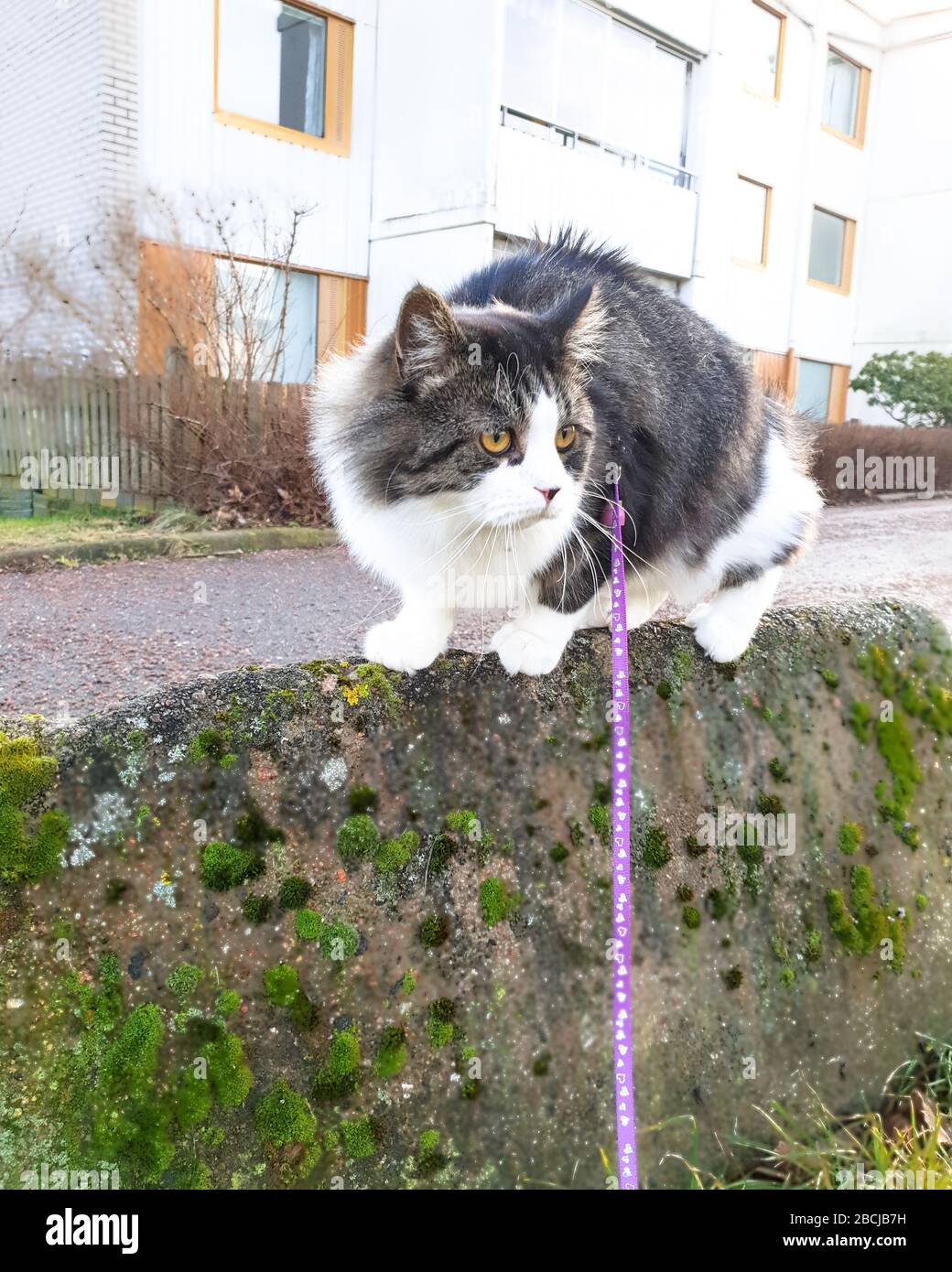walking a Norwegian forest cat in a leash hiding in a bush,Sweden Stock ...