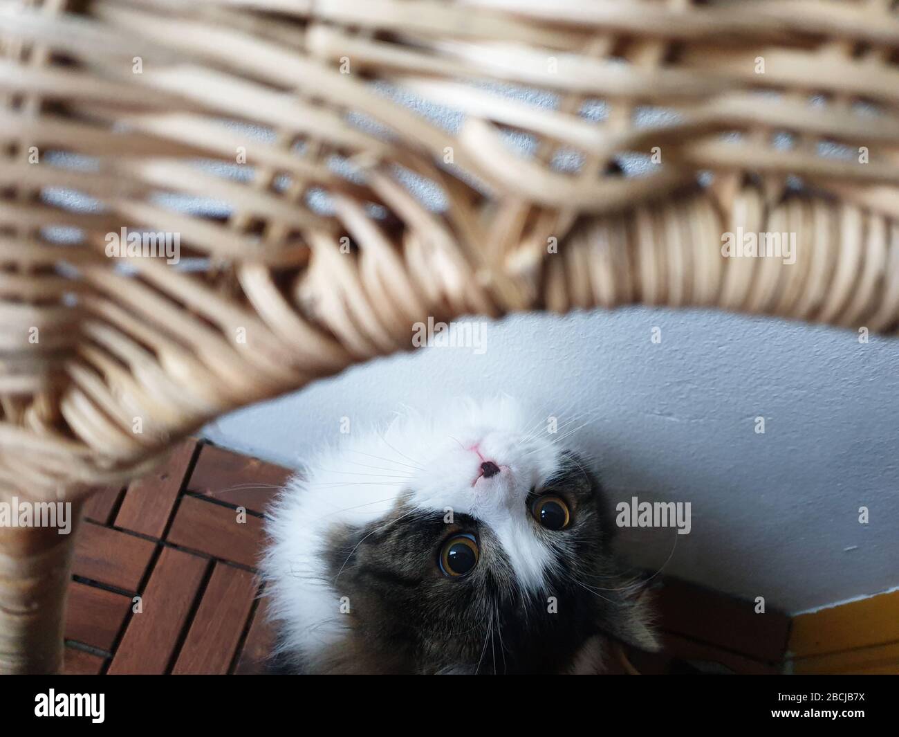 Kitten under table hi-res stock photography and images - Alamy