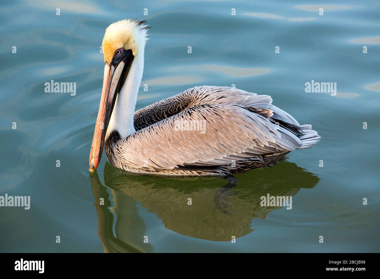 Close up of brown pelican floating in calm waters. Fort Meyers,Florida ...
