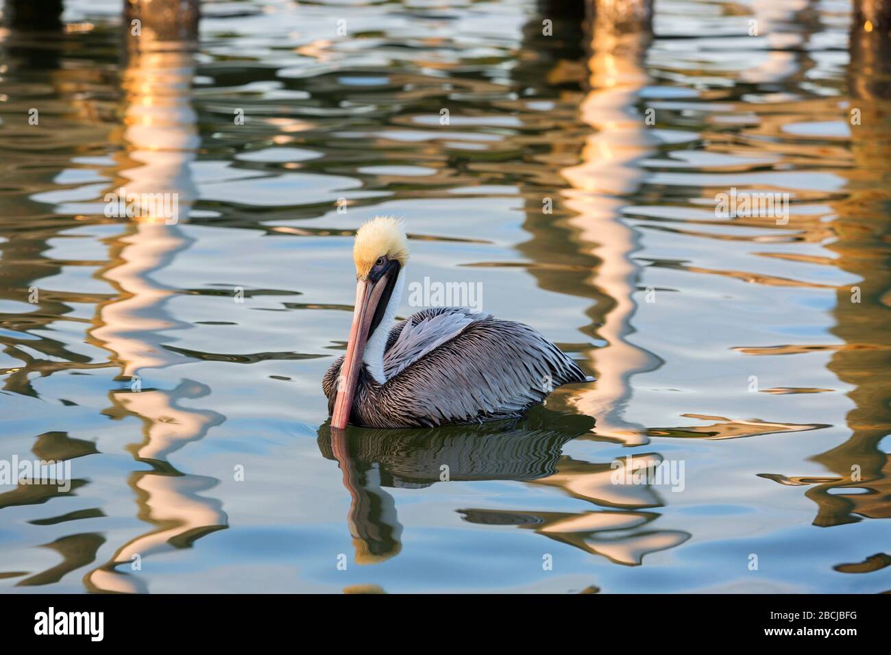 Brown pelican floating in the calm waters, early evening, in Fort ...
