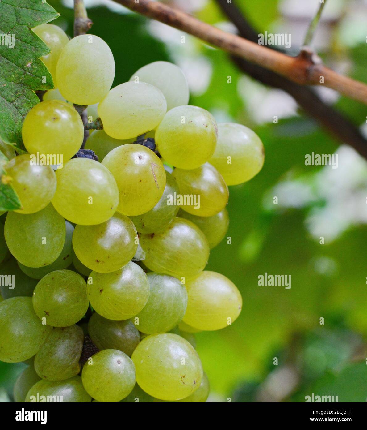 bunch of grapes on the vine with green leaves Stock Photo - Alamy