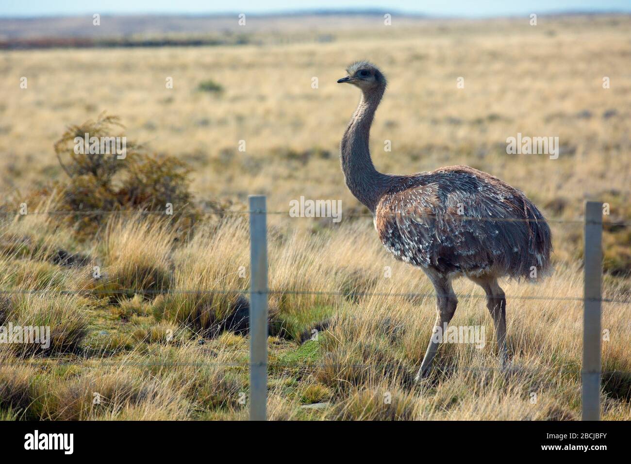 Darwin's Rhea in chilean Patagonia Stock Photo - Alamy