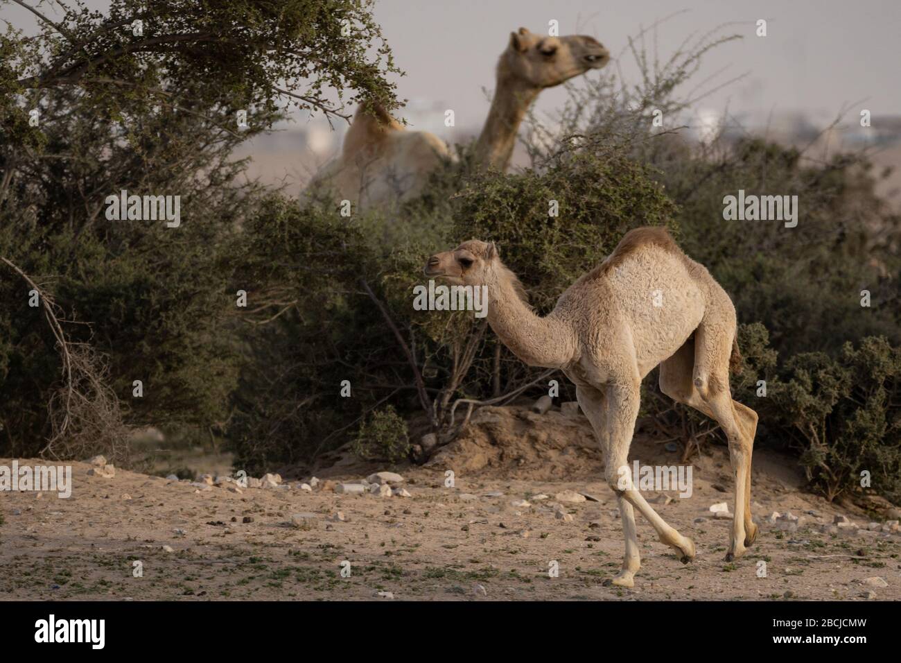 Domestic camels grazing in the desert, in southern Qatar Stock Photo ...