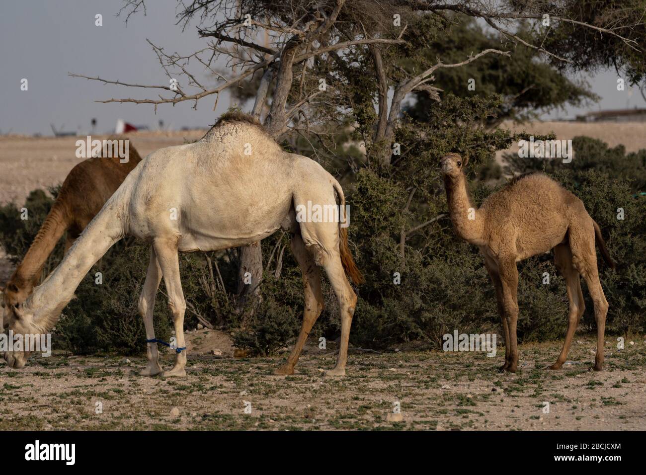 Domestic camels grazing in the desert, in southern Qatar Stock Photo ...