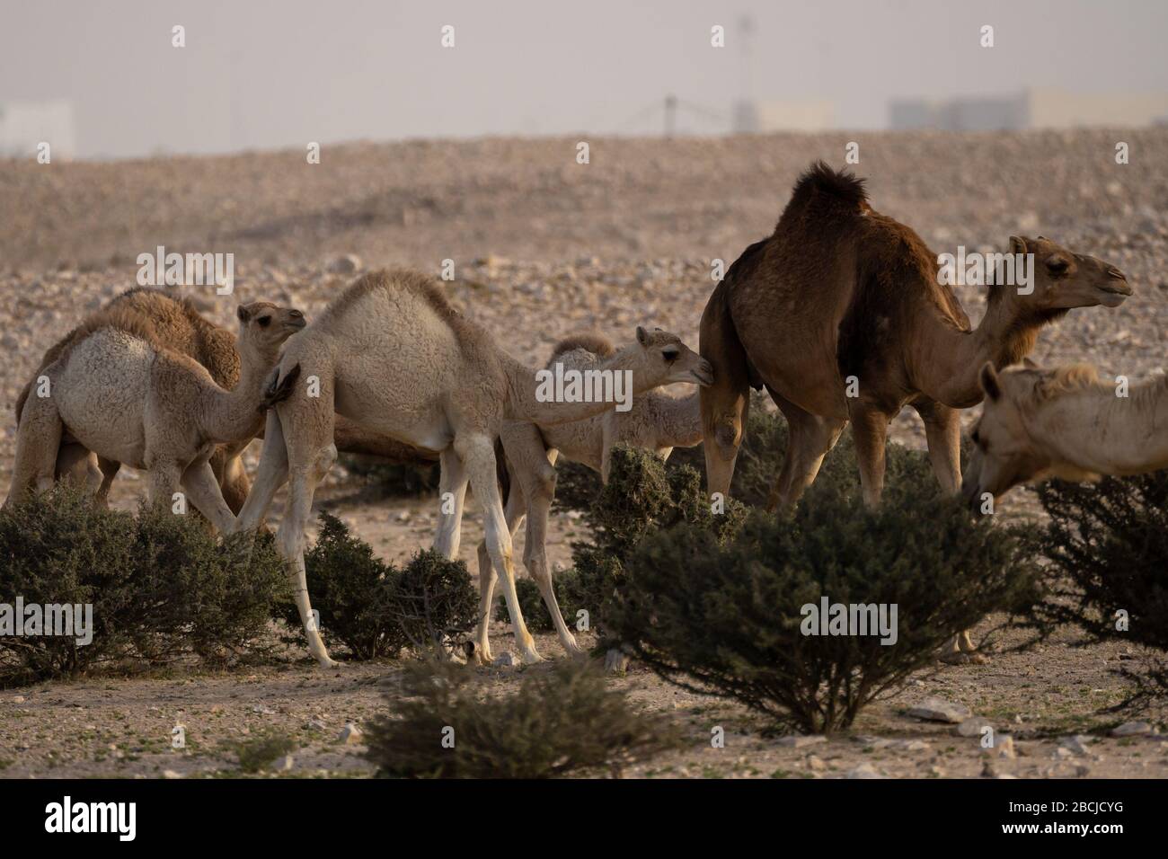 Qatari camels hi-res stock photography and images - Alamy