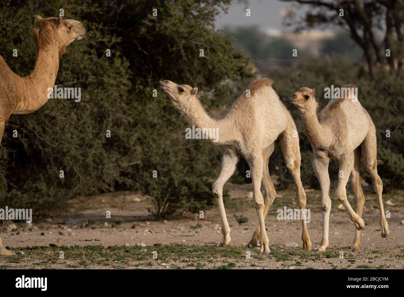 Domestic camels grazing in the desert, in southern Qatar Stock Photo ...