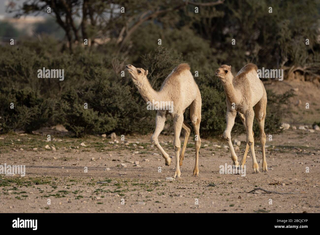 Domestic camels grazing in the desert, in southern Qatar Stock Photo ...