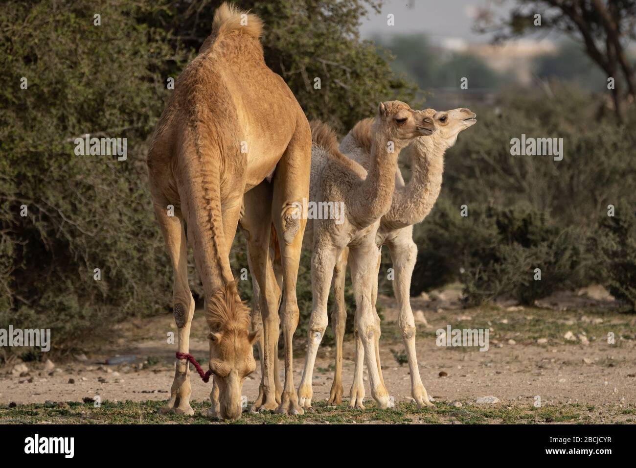 Domestic camels grazing in the desert, in southern Qatar Stock Photo ...