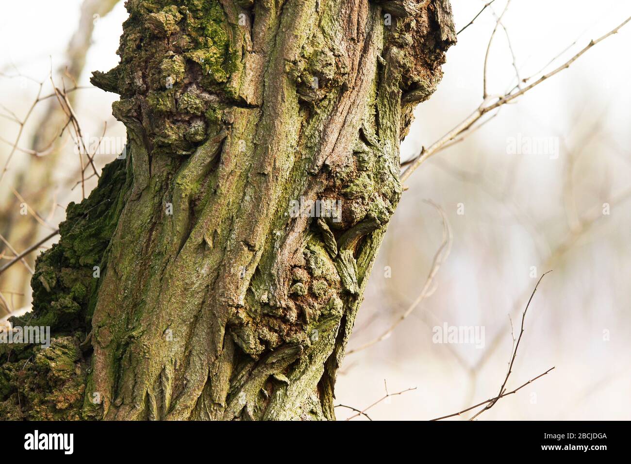 Robinie baum hi-res stock photography and images - Alamy