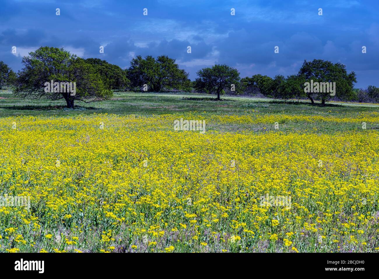 Texas Yellow Wildflowers High Resolution Stock Photography and Images ...