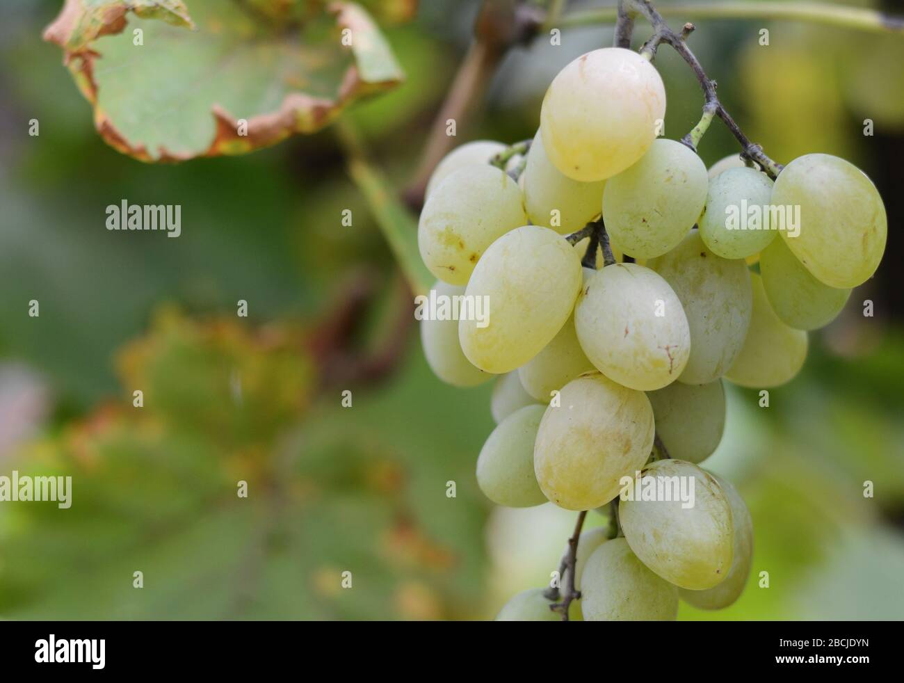 bunch of grapes on the vine with green leaves Stock Photo - Alamy