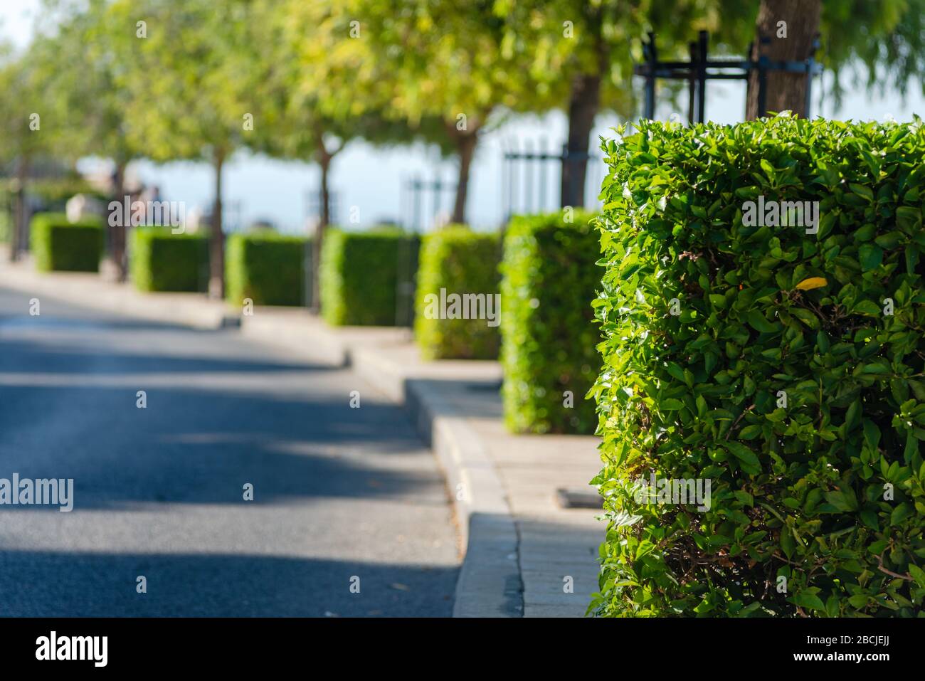 Path for walk in park with beautifully cut small trees along the edges ...