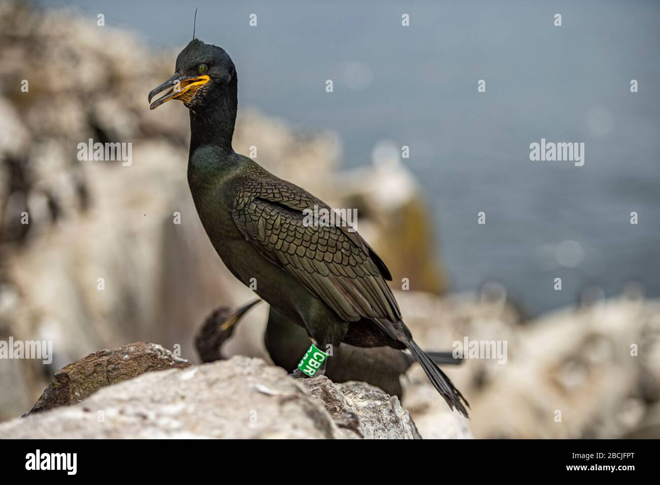 Shag bird european hi-res stock photography and images - Alamy