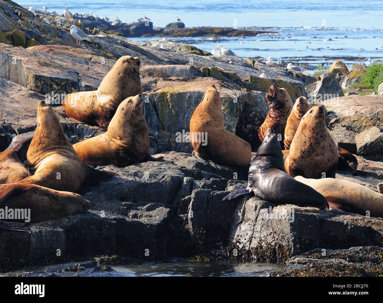 Sleeping british lion hi-res stock photography and images - Alamy