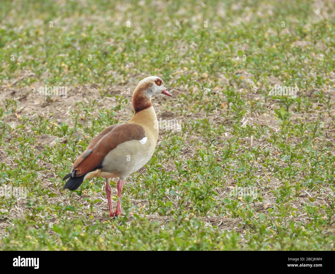 Nile goose with young animals hi-res stock photography and images - Alamy
