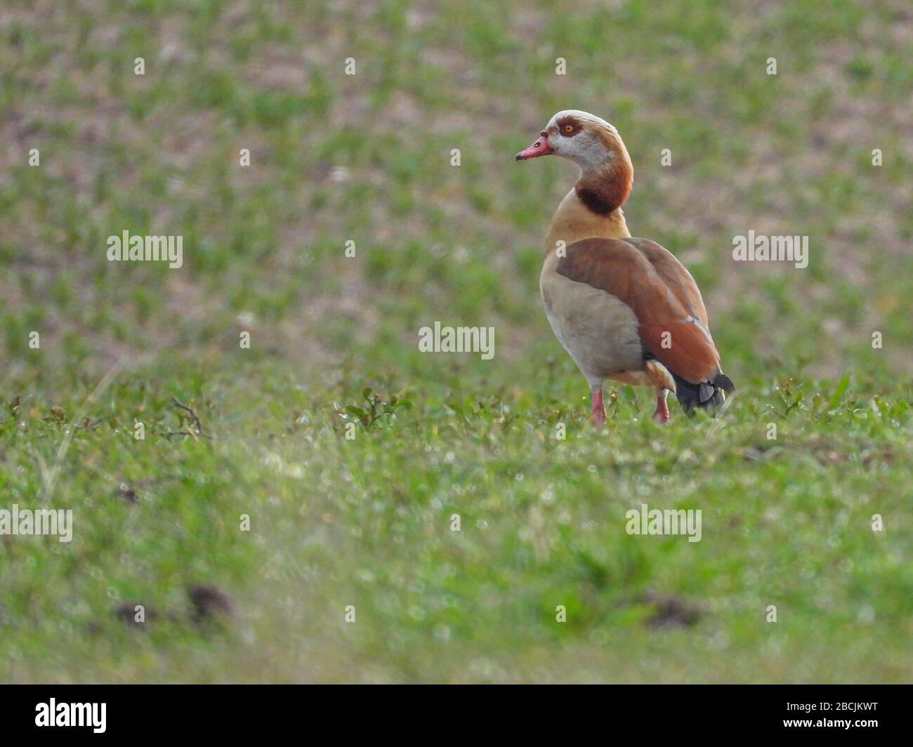 Nile goose with young animals hi-res stock photography and images - Alamy