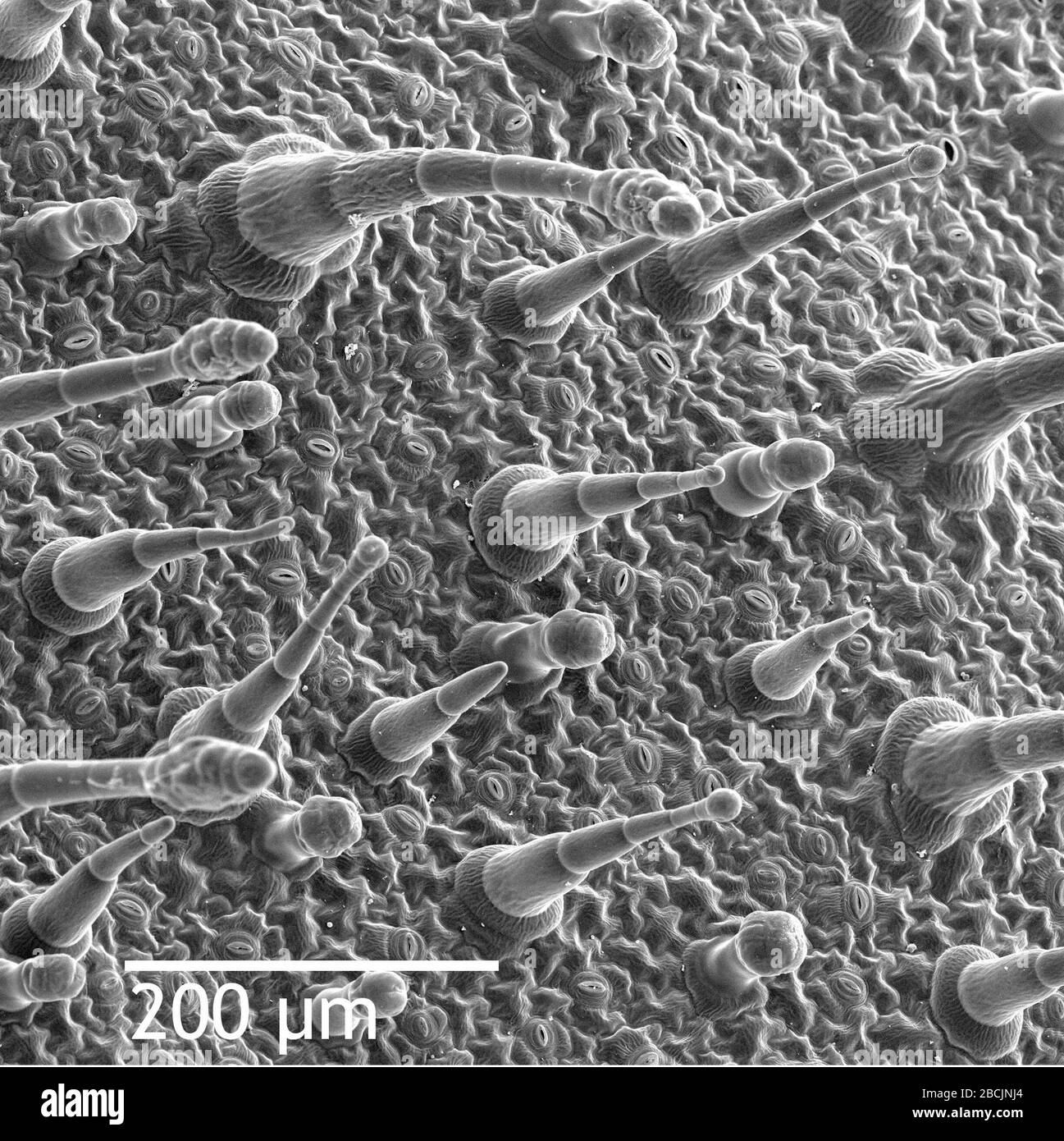 Electron Microscope Leaf High Resolution Stock Photography and Images ...