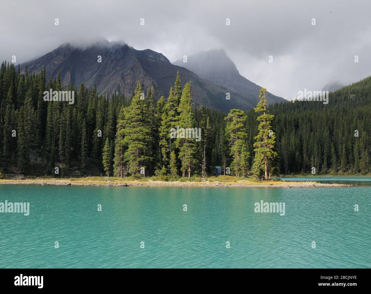 Small Group Of Cedar Trees On Lake Maligne Jasper National Park Stock ...