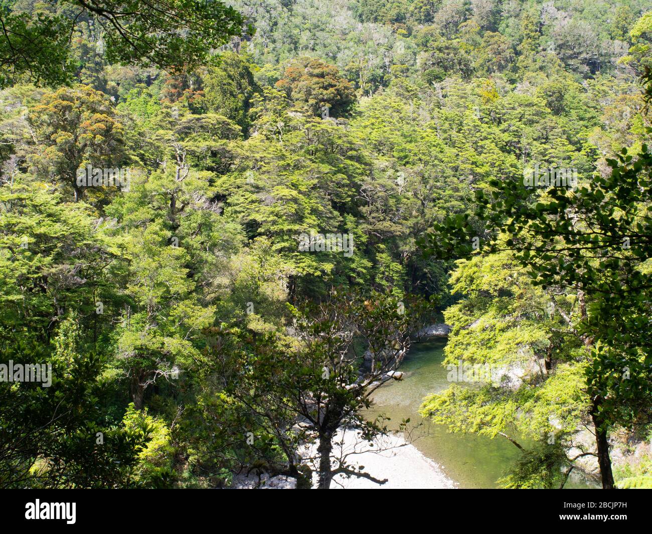 Landscape Of The River And Bush At Kaitoke Stock Photo - Alamy