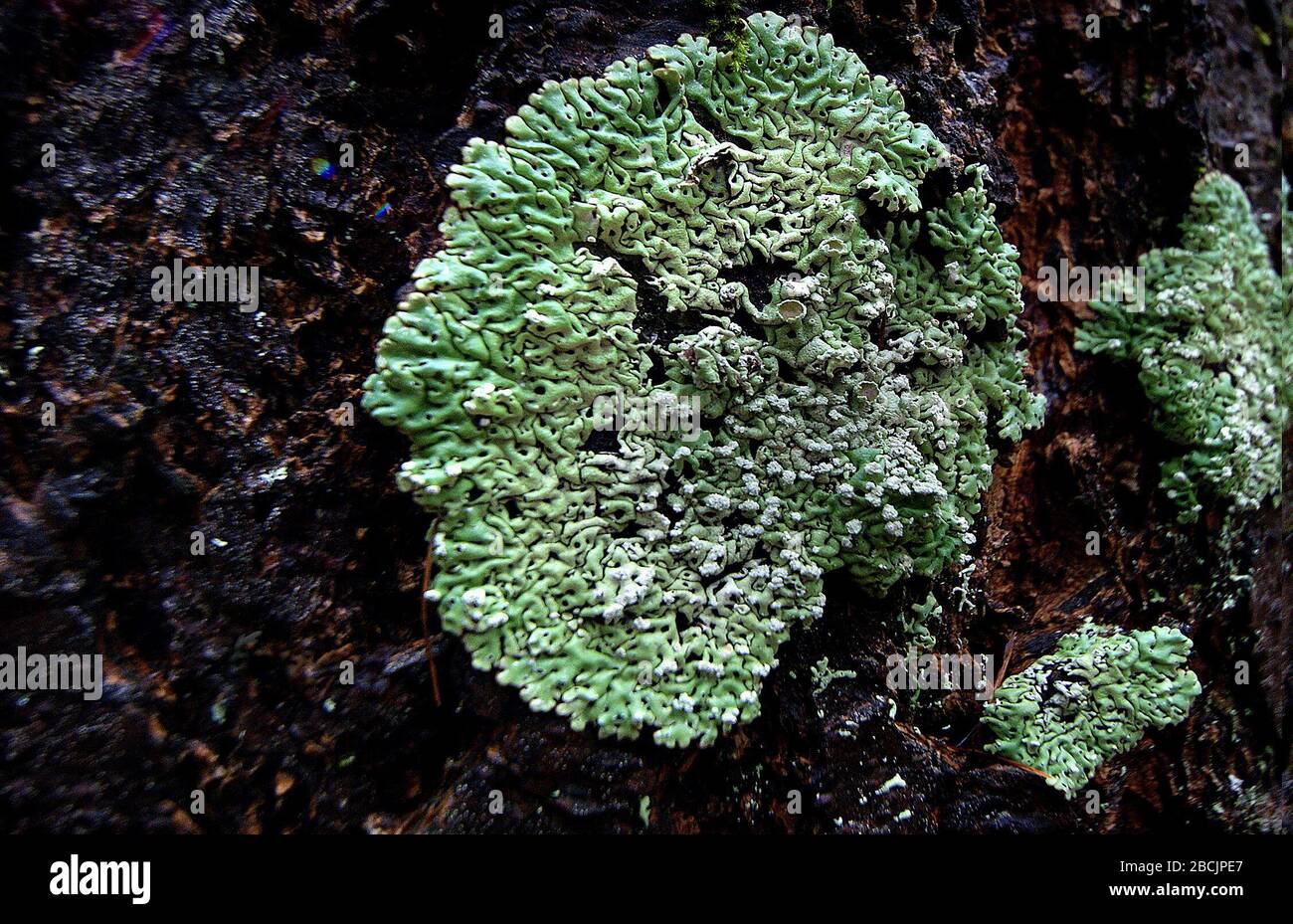 Lichen Plant On Rock