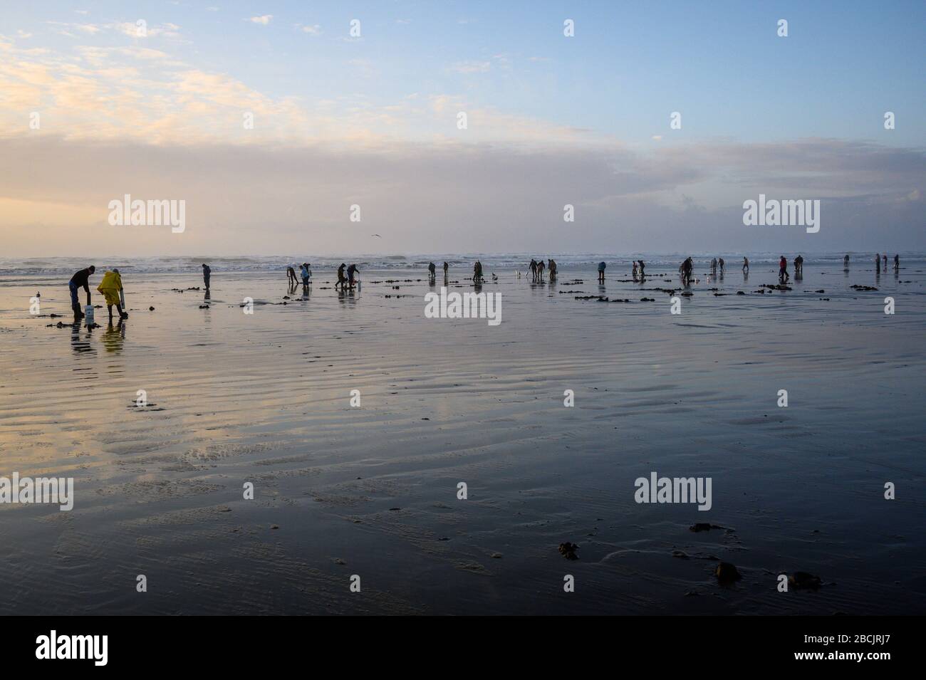 Clam digging washington hi-res stock photography and images - Alamy