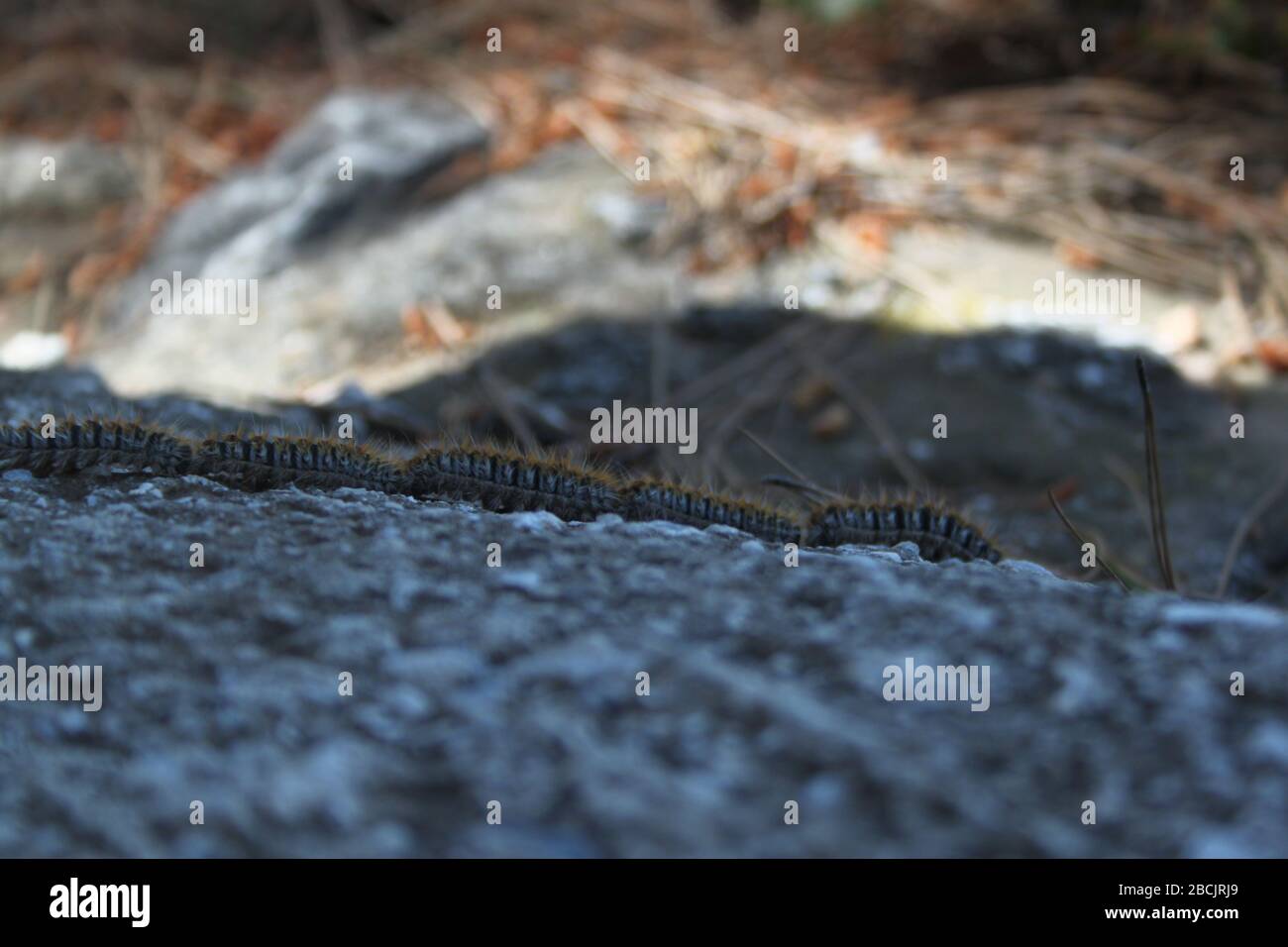 Caterpillar procession side view Stock Photo - Alamy