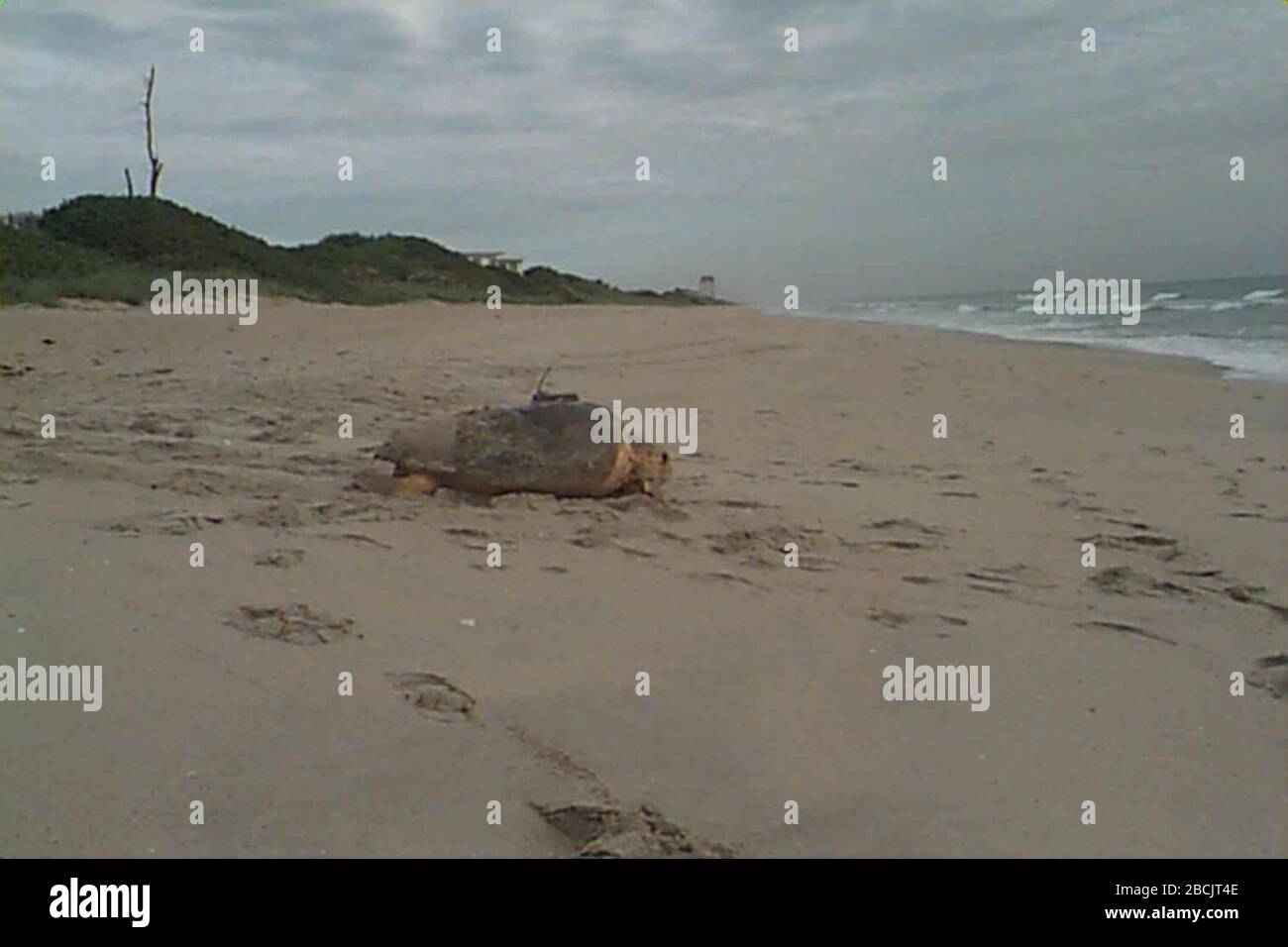 Images Of Loggerhead Sea Turtles High Resolution Stock Photography and ...