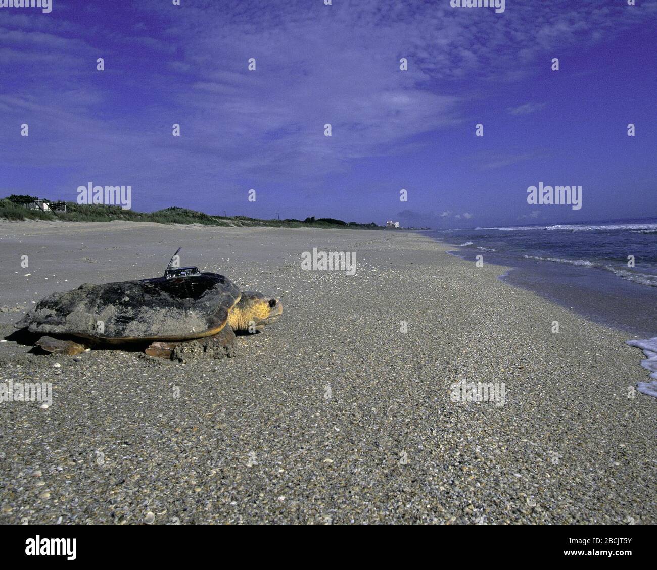 Images Of Loggerhead Sea Turtles High Resolution Stock Photography and ...