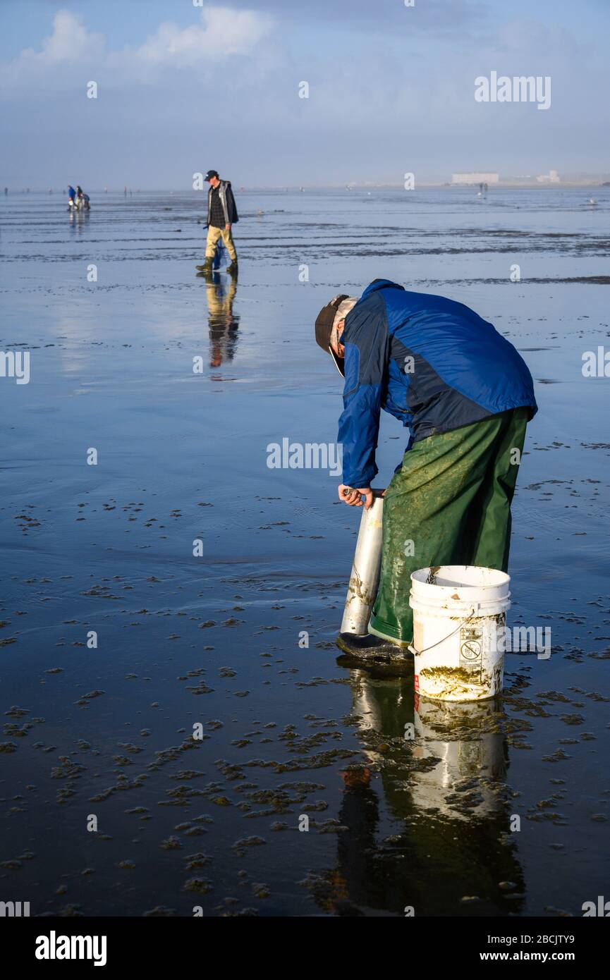 Man digging for razor clams hi-res stock photography and images - Alamy