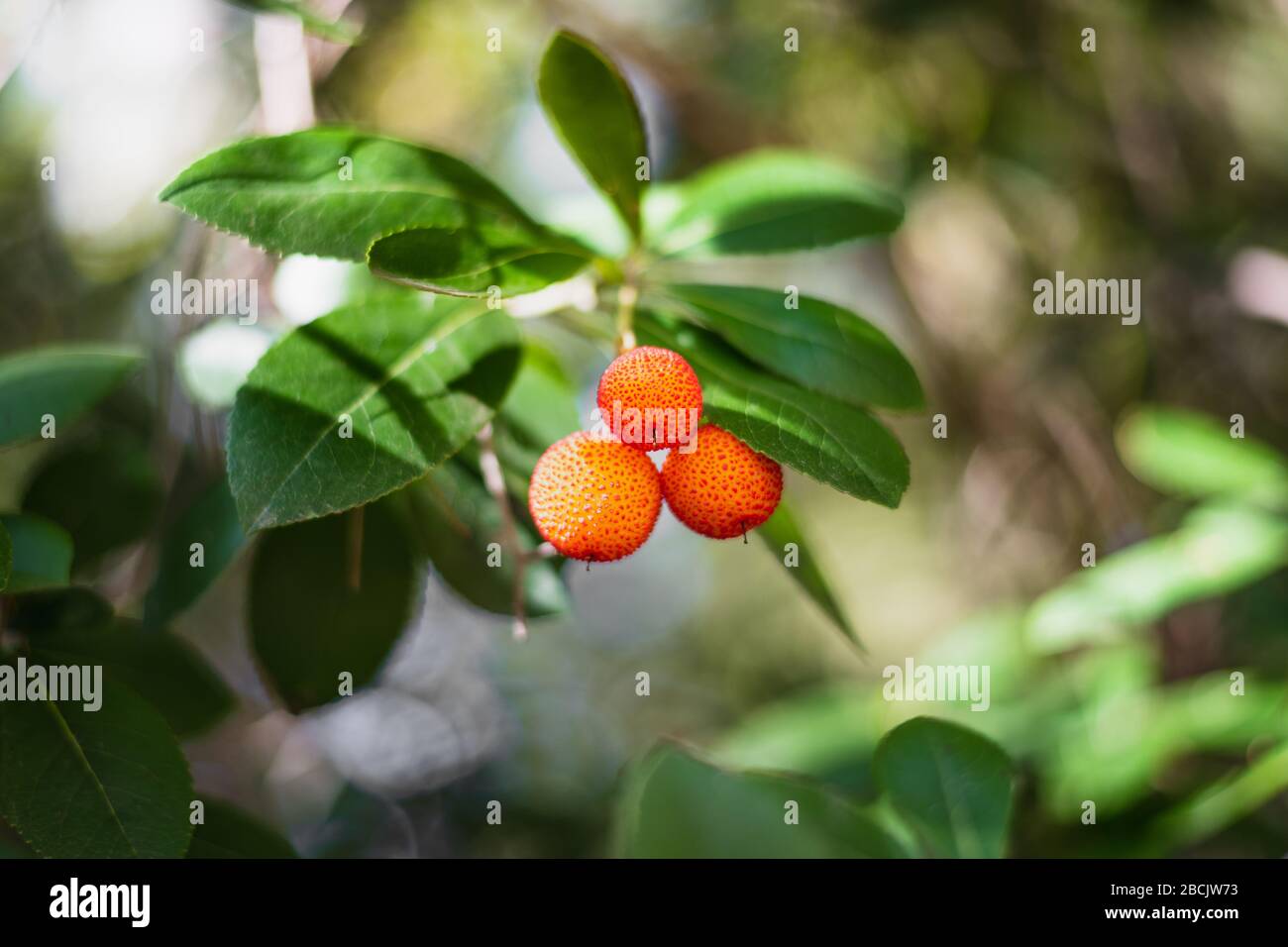 Madrone tree hi-res stock photography and images - Alamy