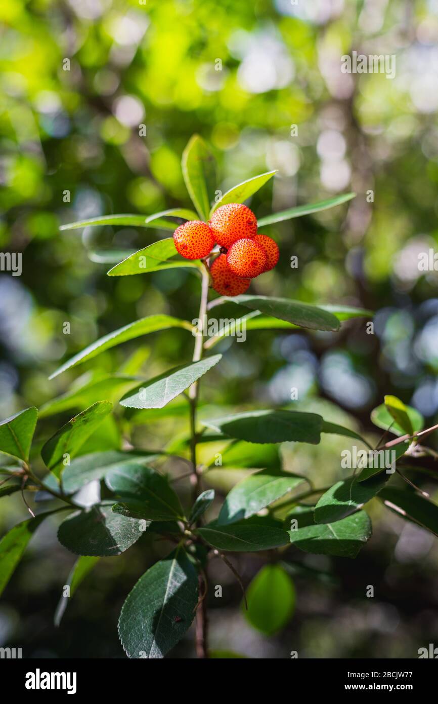 Madrone tree hi-res stock photography and images - Alamy