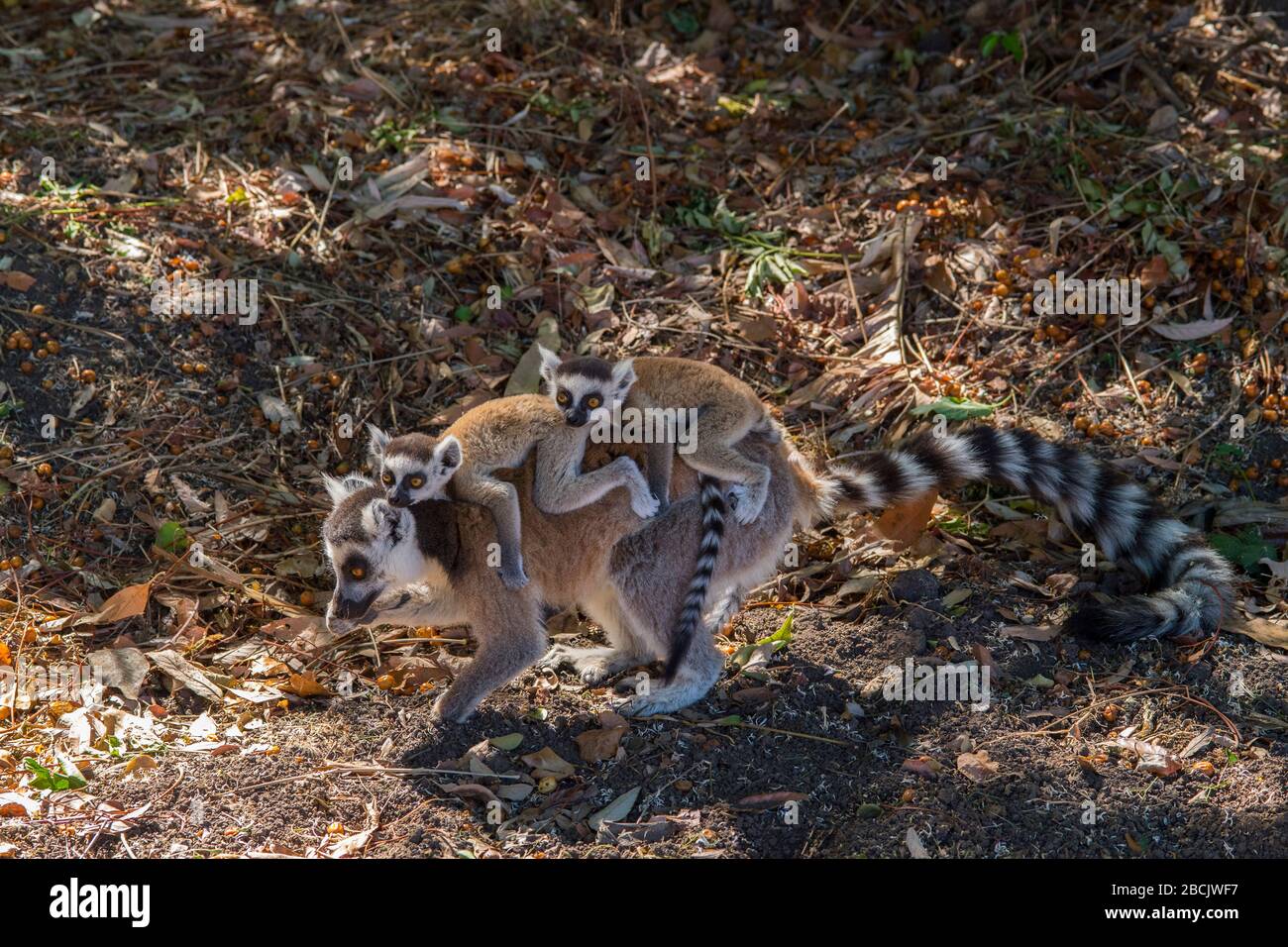 Africa, Madagascar, Ambalavao. Anja Community reserve. Ring-tailed ...