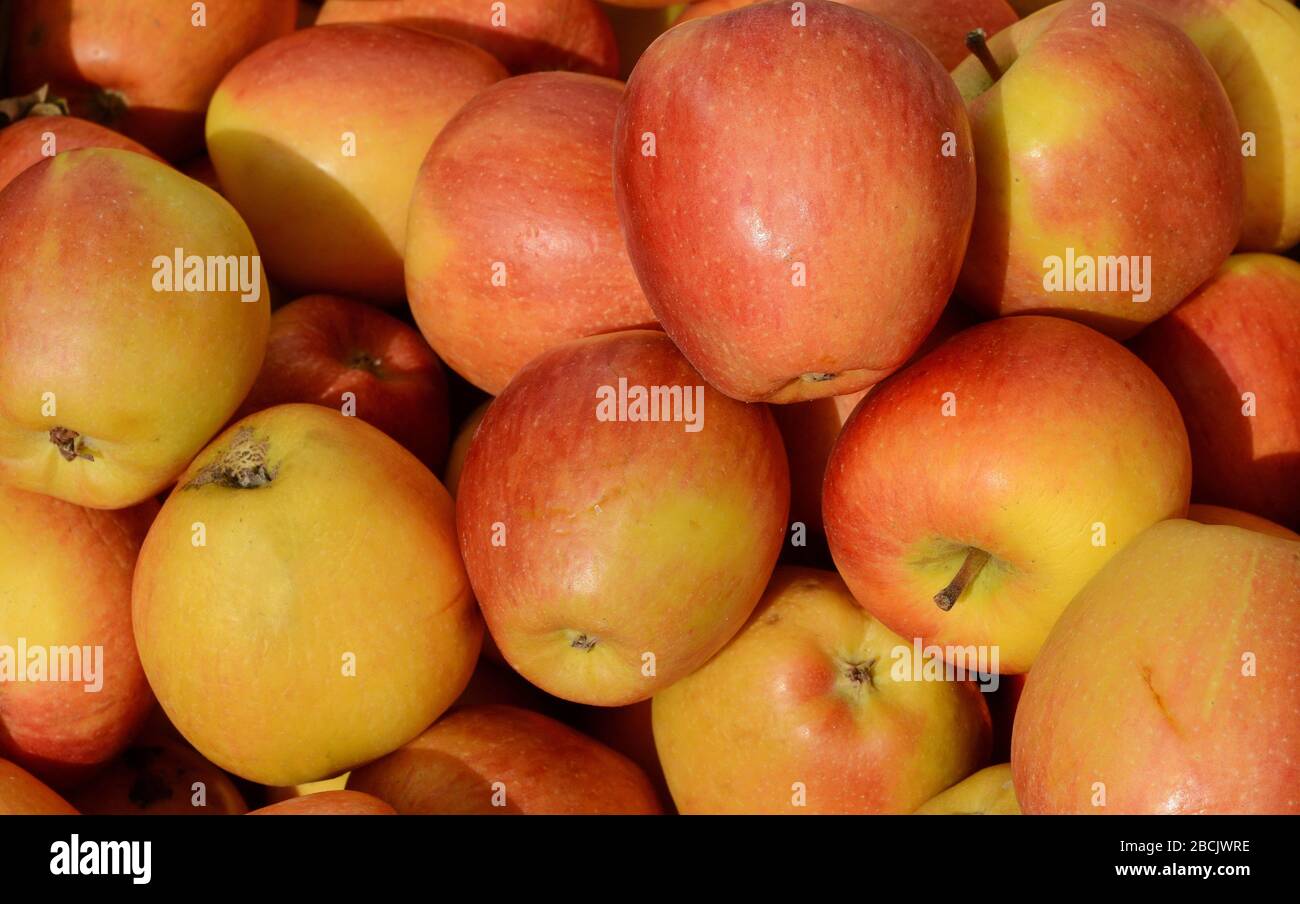 Apples on the market. Fresh organic red apples from the local farmers ...