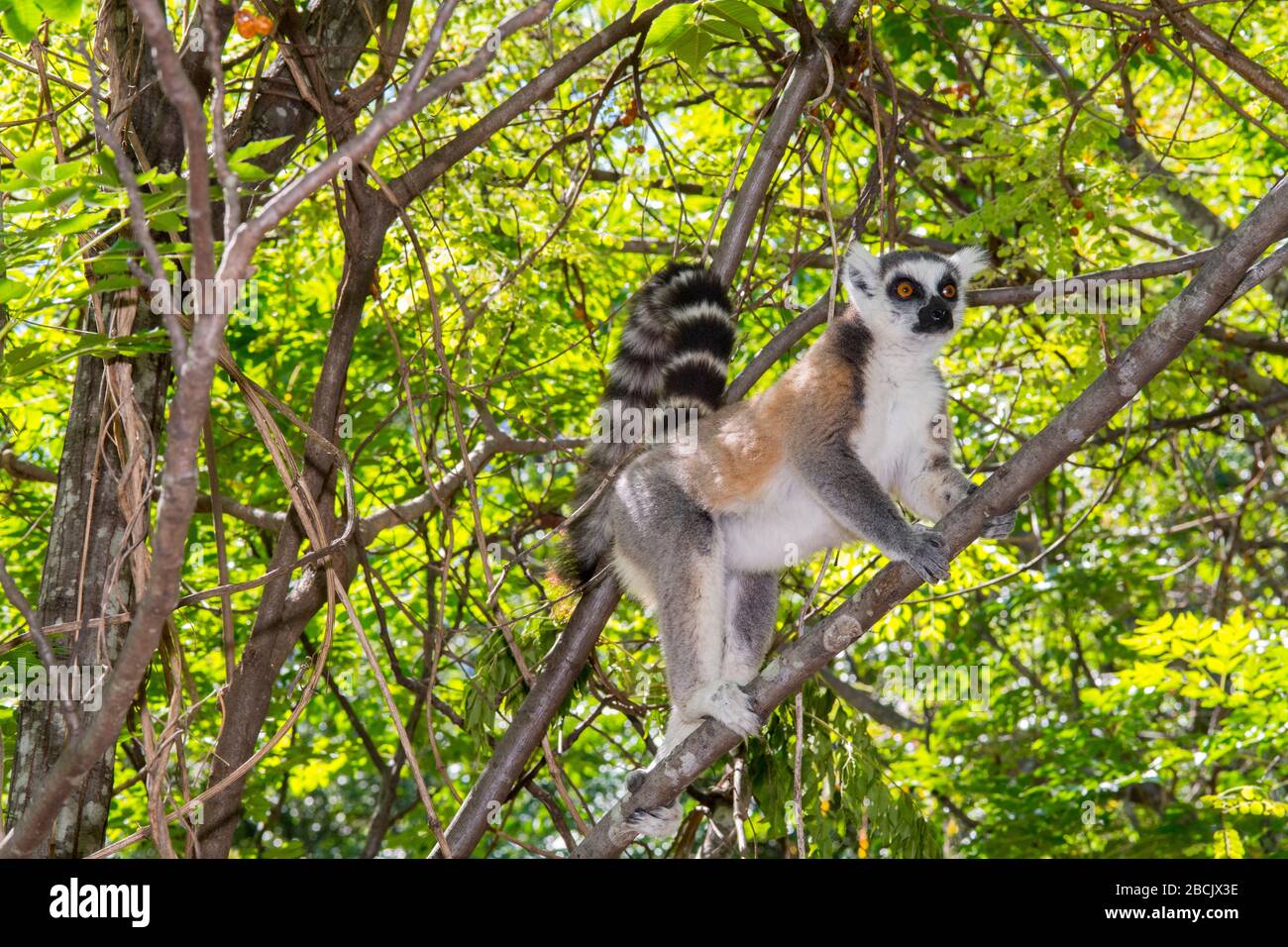 Africa, Madagascar, Ambalavao. Anja Community reserve. Ring-tailed ...