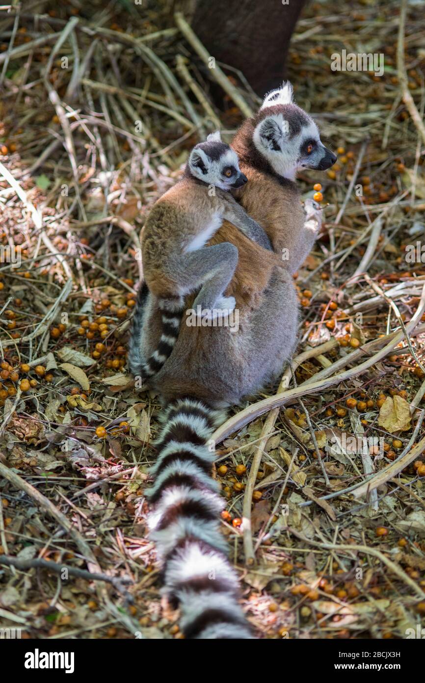 Africa, Madagascar, Ambalavao. Anja Community reserve. Ring-tailed ...