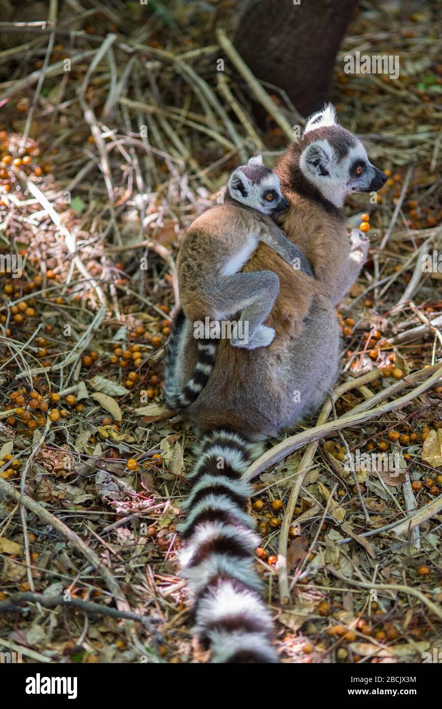 Africa, Madagascar, Ambalavao. Anja Community reserve. Ring-tailed ...